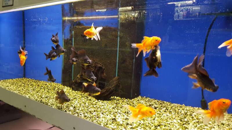 Akvarijske ribe – Amazona